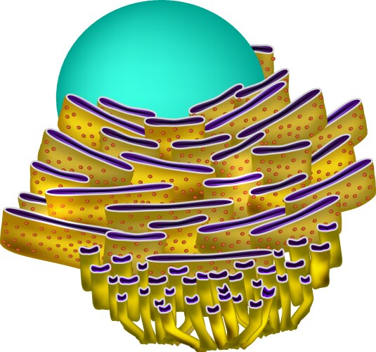 Endoplasmic Reticulum Vector Images (over 150)