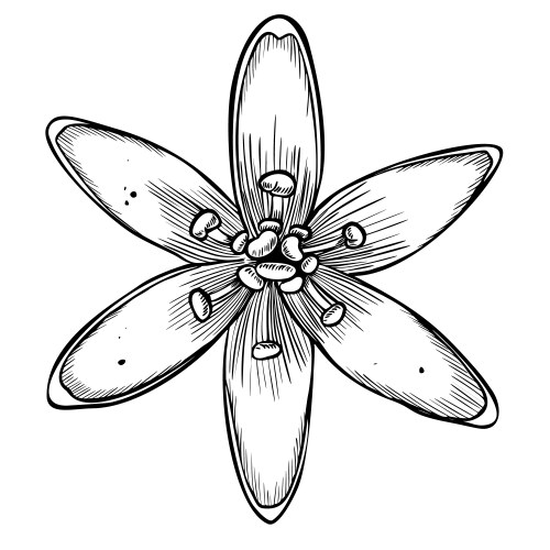 Lotus flower hand drawn Royalty Free Vector Image