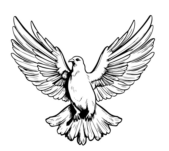 Dove Line Drawing Vector Images (over 5,900)