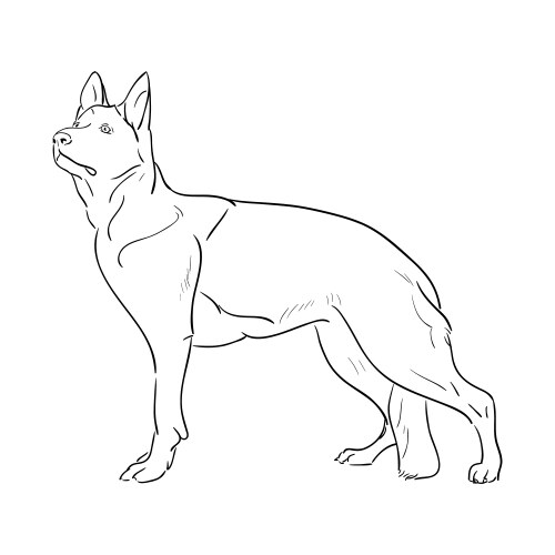 German shepherd pet dog animal hand drawing Vector Image