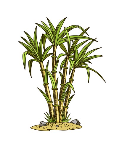 Cane Harvester Vector Images (over 1,600)