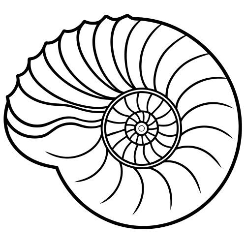 Ammonite Ammonites Drawing Vector Images (over 160)
