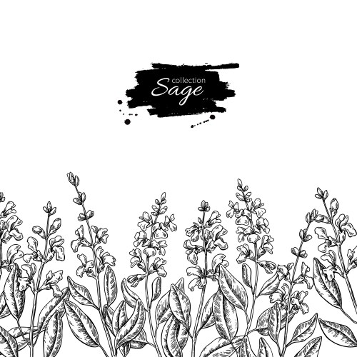 Sage Border Vector Images (over 260)