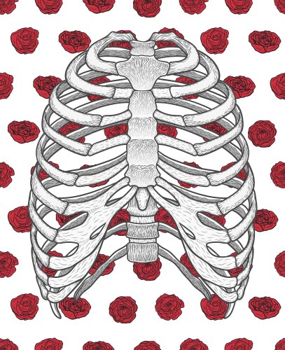 Human Rib Cage Line Art Royalty Free Vector Image
