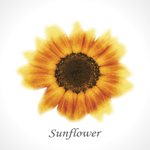 Sunflower Vector Images (over 45,000)
