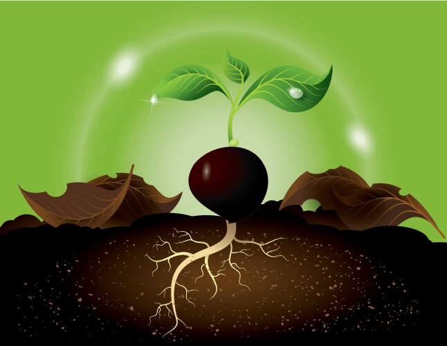 Seed Growing Vector Images (over 36,000)