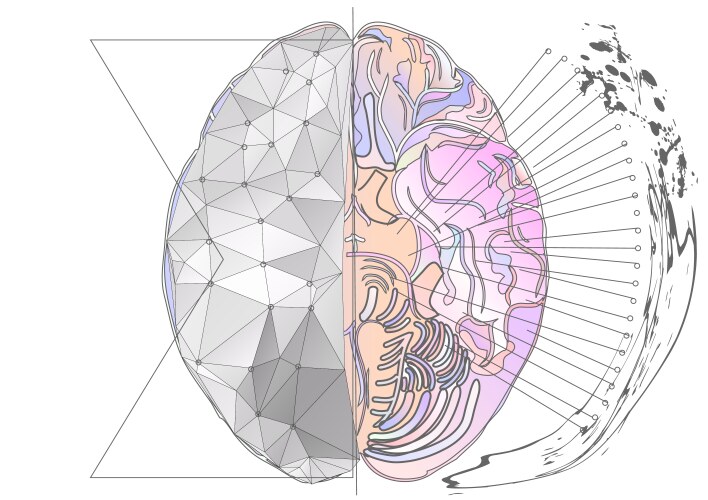 Cerebral Hemisphere Vector Images (over 440)