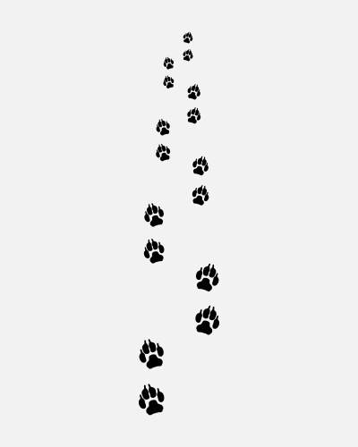 Wolf paw prints track Royalty Free Vector Image