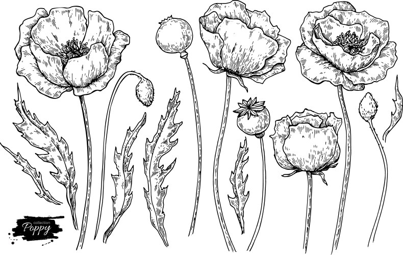 Poppy Flower Outline Vector Images (over 4,600)