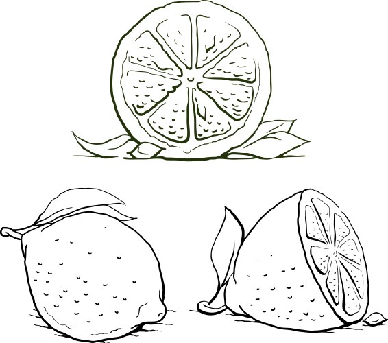 Ripe cucumber Royalty Free Vector Image - VectorStock