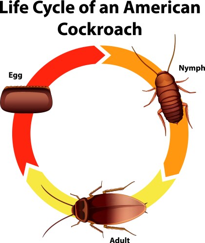 Cockroach Royalty Free Vector Image - VectorStock