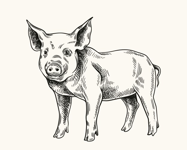 Pig Line Art Vector Images (over 7,500)