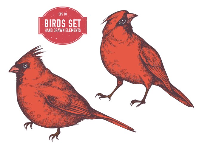 Cardinal Drawing Vector Images (over 1,200)