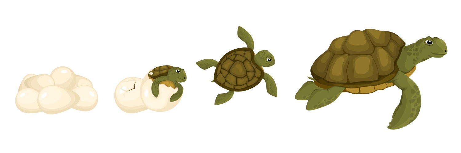 Sea Turtle Life Cycle Vector Images (40)