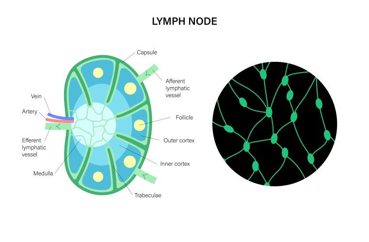 Lymph Node Anatomy Diagram Royalty Free Vector Image