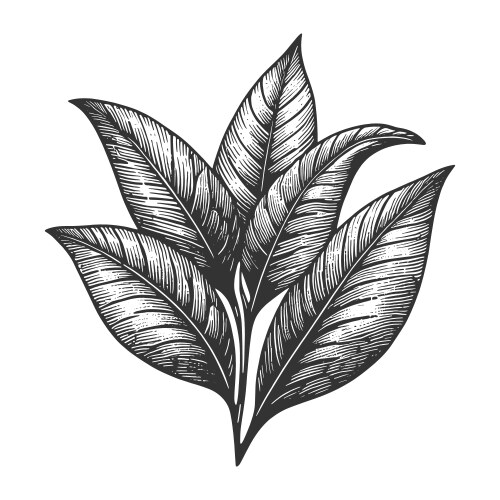 Tea branch engraving line art Royalty Free Vector Image