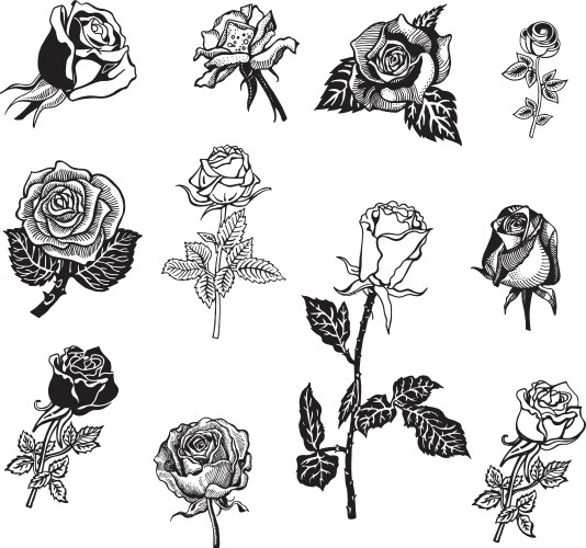 Roses design elements Royalty Free Vector Image