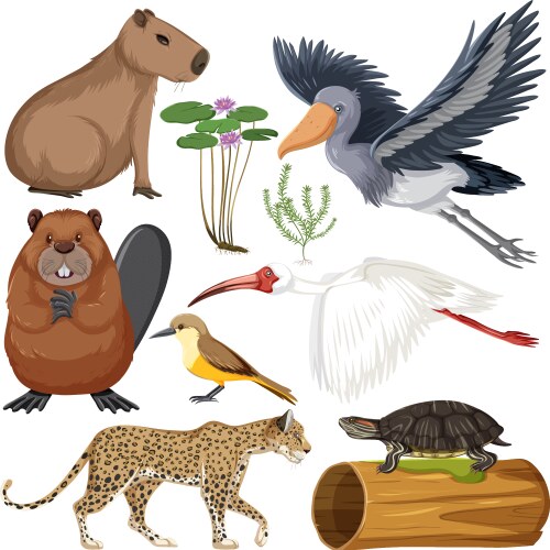 Various wetland animals collection Royalty Free Vector Image