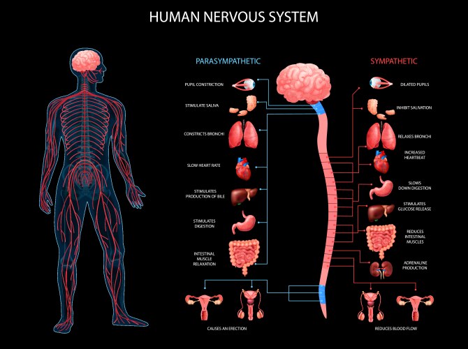 Human body organ systems poster Royalty Free Vector Image