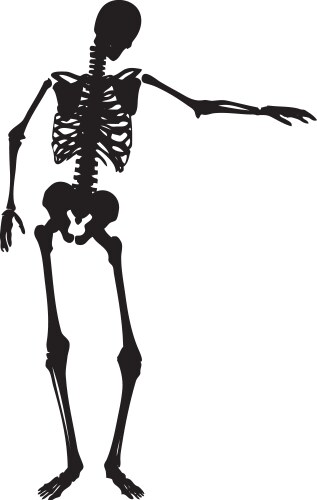 Skeleton Vector Images (over 160,000)