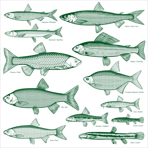 Fish Vector Images (over 520,000)