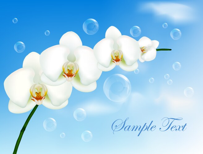 Banners with orchid flowers Royalty Free Vector Image