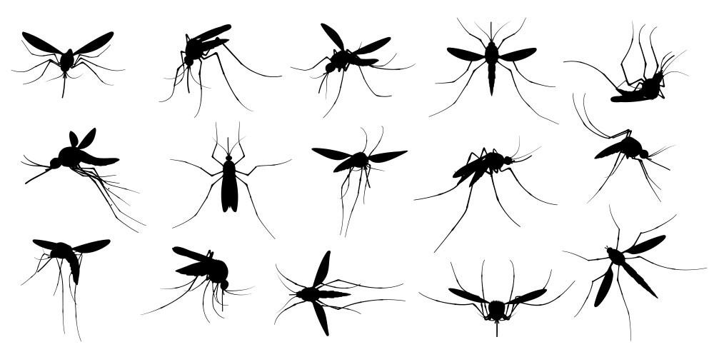 Mosquito Vector Images (over 16,000)