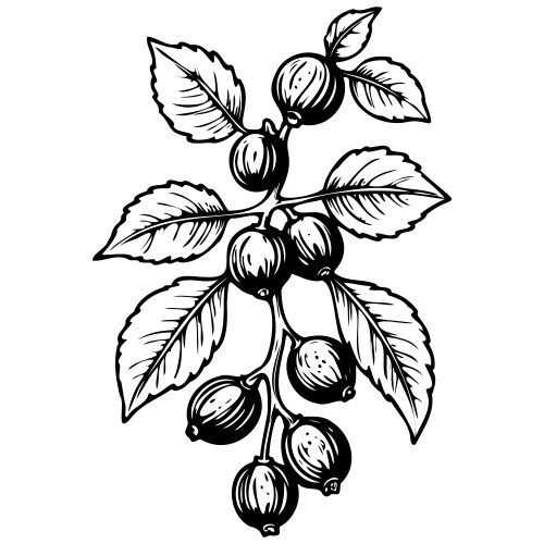 Rhubarb realistic ink sketch of fruit outline Vector Image