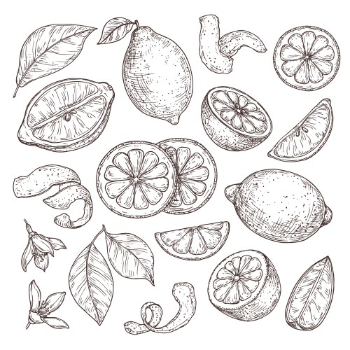 Collection hand drawn fresh lemon tree Royalty Free Vector