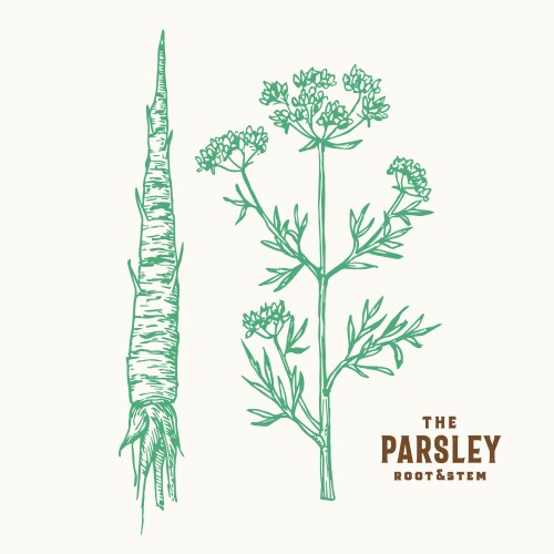Parsley leaves Royalty Free Vector Image - VectorStock