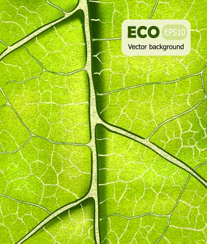Leaf Texture Vector Images (over 370,000)