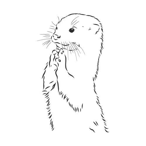 Otter Outline Vector Images (over 330)