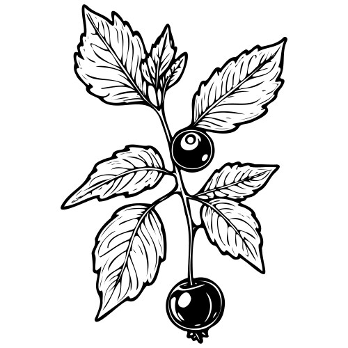 Evergreen huckleberry drawing outline cartoon Vector Image
