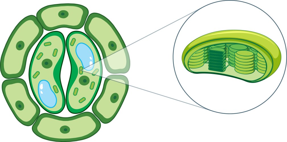 Plant Cell Vector Images (over 10,000)