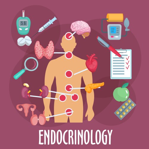 Endocrine system image Royalty Free Vector Image