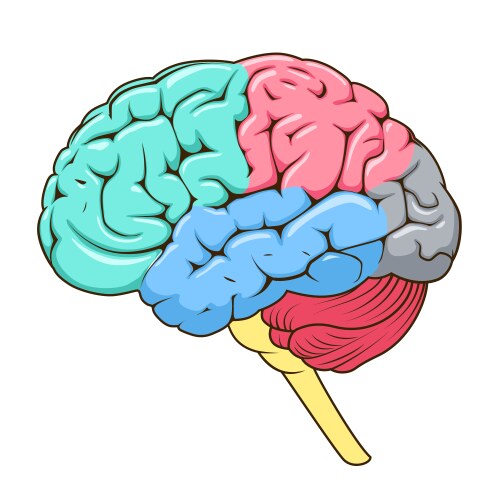 Human Brain Anatomy Diagram - Lateral View – Royalty-Free Vector ...