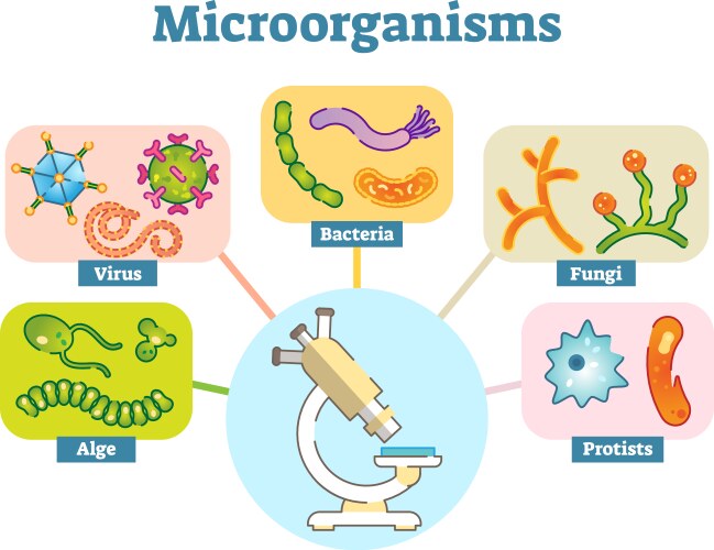 Microorganisms Vector Images (over 44,000)