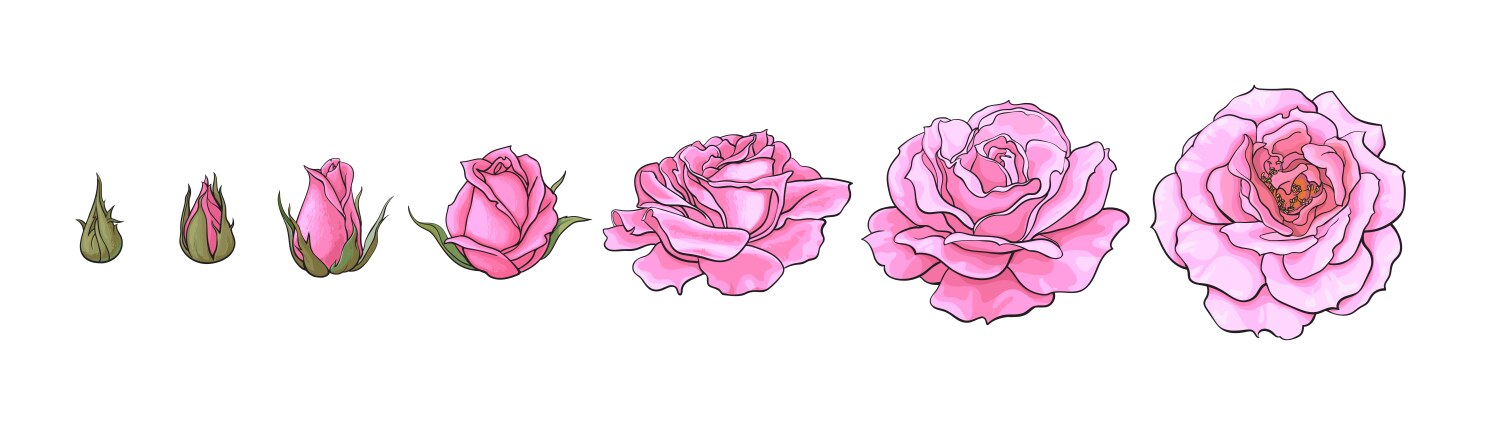 Rose flowers set stages blooming from Royalty Free Vector