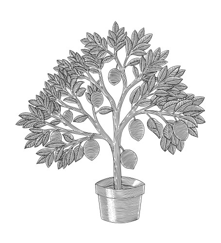 Rooster vintage engraving drawing style Royalty Free Vector