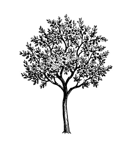 Cherry Tree Drawing Vector Images (over 4,800)