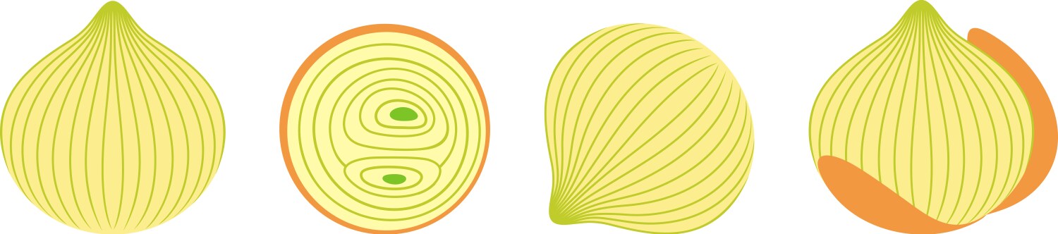 Whole yellow onion bulbs with chopped onions Vector Image