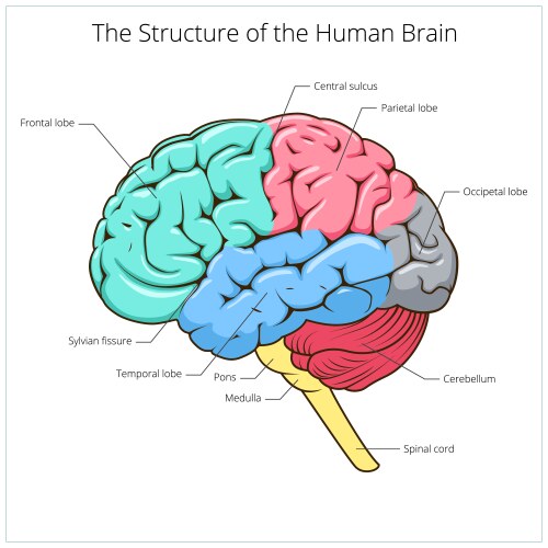 Human brain anatomy Royalty Free Vector Image - VectorStock
