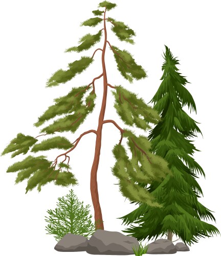 Realistic pine trees set Royalty Free Vector Image