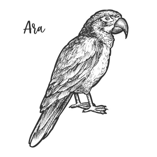 Parrot Bird Outline Vector Images (over 4,000)