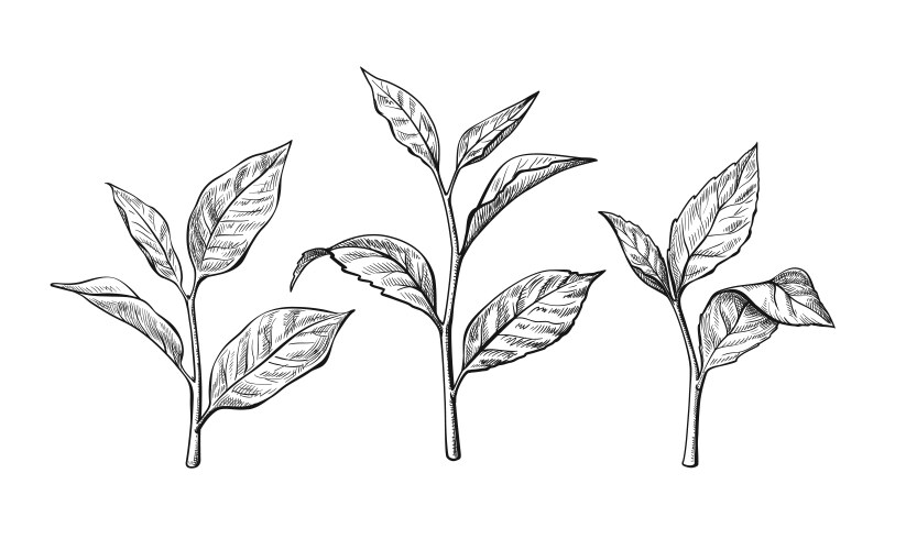 Tea Leaf Drawing