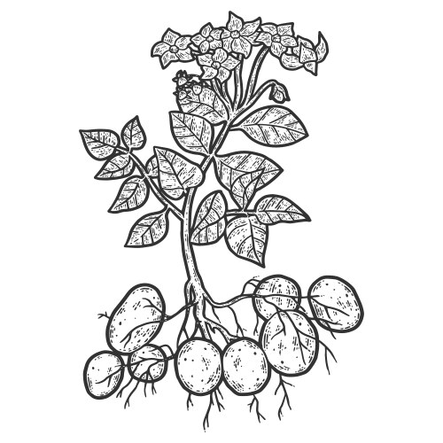 Potato Outline Vector Images (over 10,000)