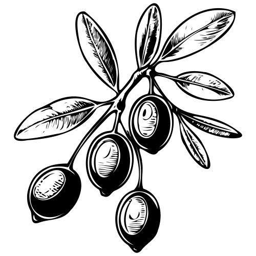 Picual olive engraving drawing of fruit Royalty Free Vector