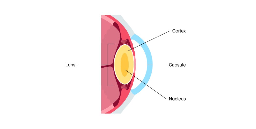 Human eye lens Royalty Free Vector Image - VectorStock