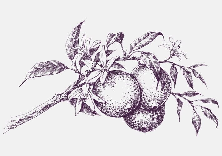 Bloom Vector Images (over 350,000)