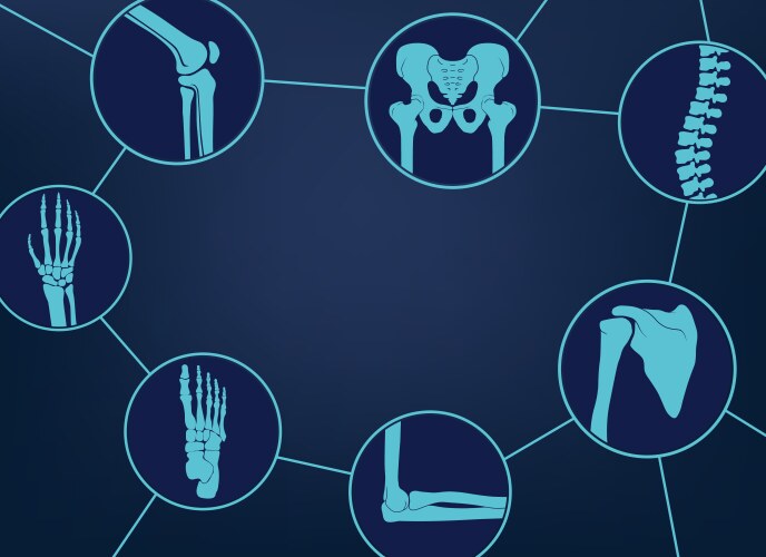 Orthopedic and skeleton symbols human joints Vector Image